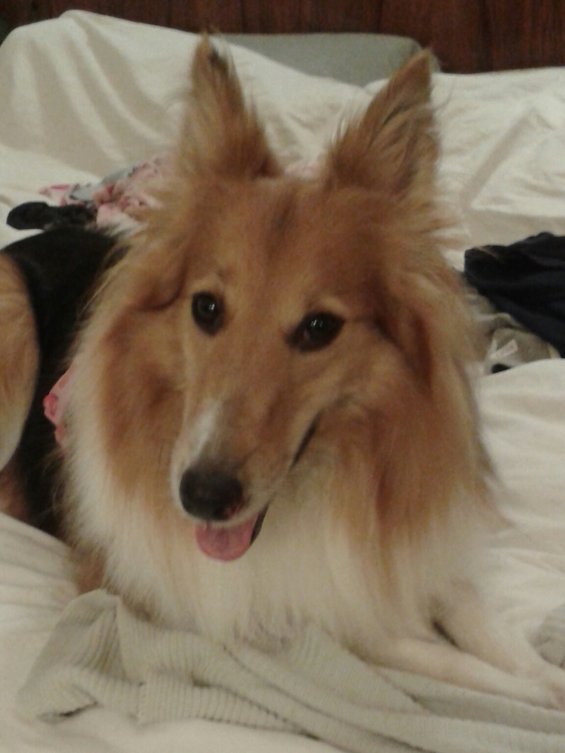 Chi sono 🌙 – Eleonora Collina Cuore Libero 🦄 🐬 🐷